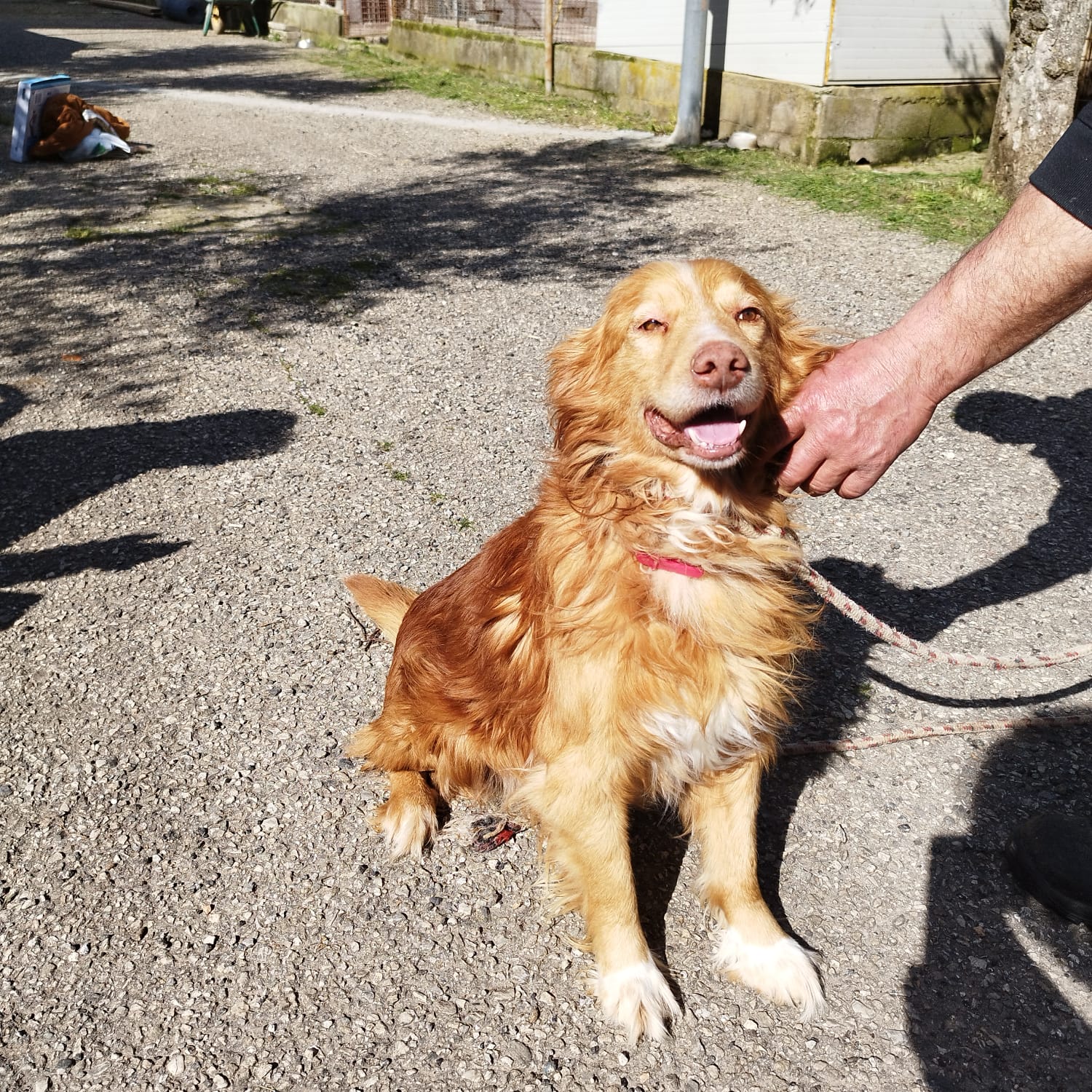 Ricky, Mix Golden Retriever Dolcissimo cane a Reggio Emilia in Regalo