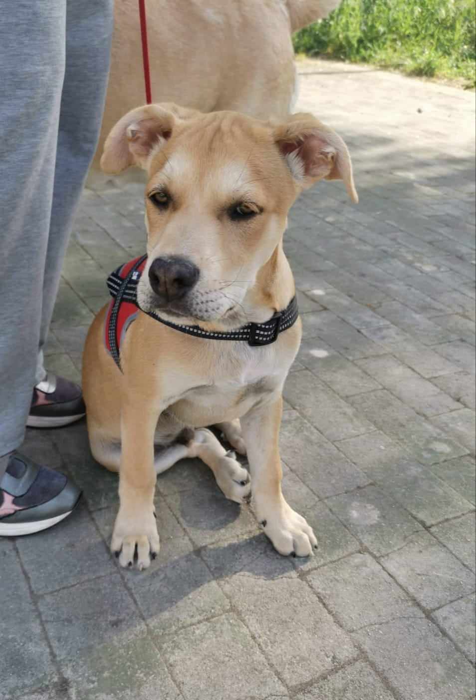 Marley Cucciolo Simil Pit In Canile a Padova in Regalo