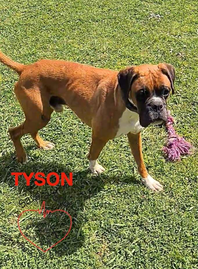 Tyson Boxer Puro Di 4 Anni In Adozione cane a Bologna in Regalo