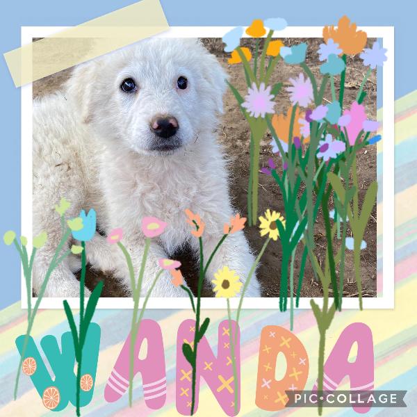 💖💞 Wanda 💞💖 Splendida Cucciola In Adozione cane a Busto Arsizio in Regalo