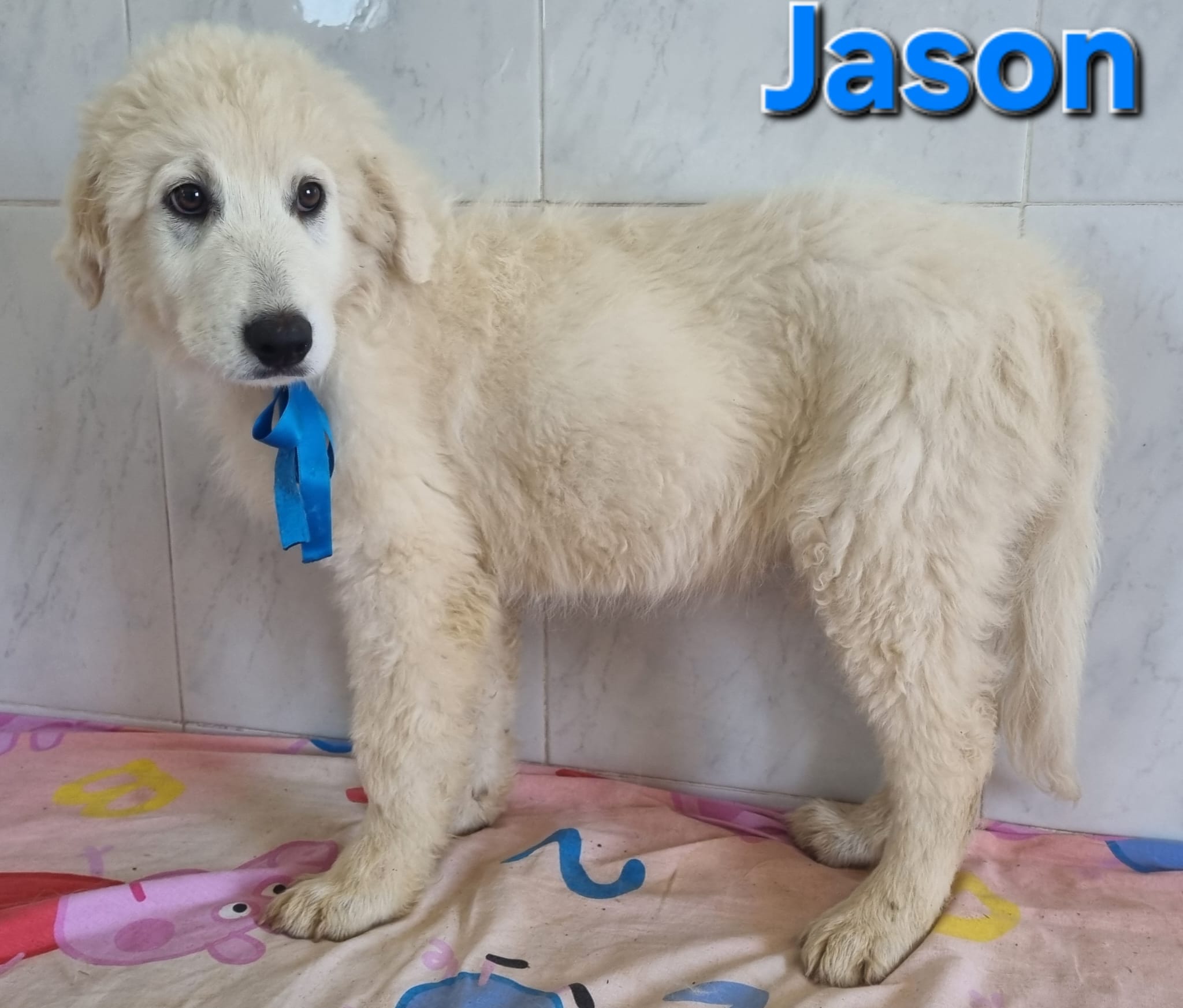 Jason Cucciolo Simil Pastore Abbruzzese cane a Trento in Regalo