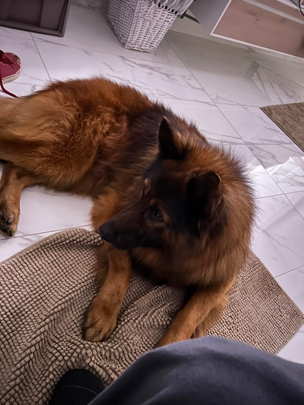 Pastore Tedesco Pelo Lungo Leo cane a Casal Di Principe in Regalo