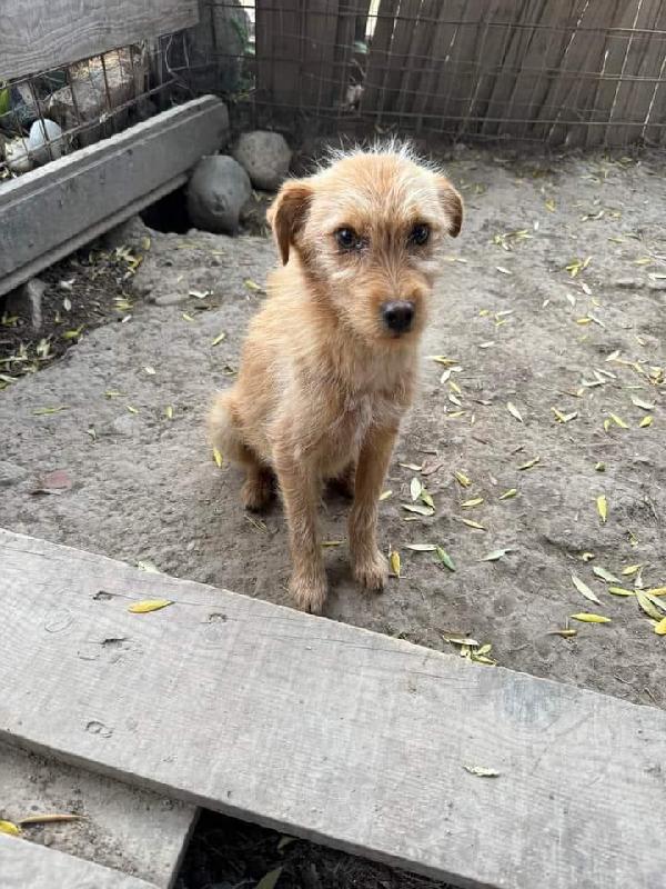 Max🩵 cane a Mantova in Regalo