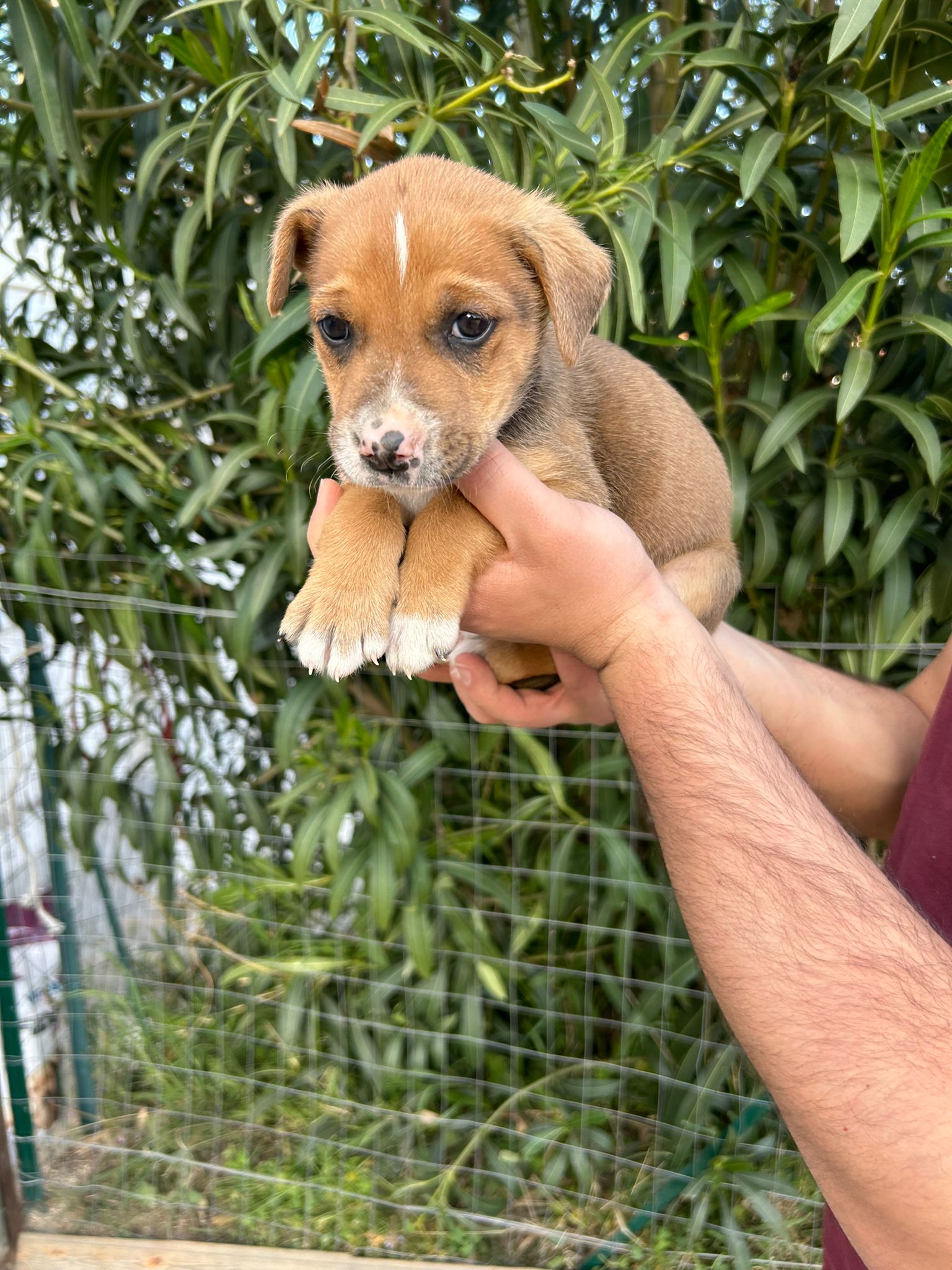 Coco cane a Savona in Regalo