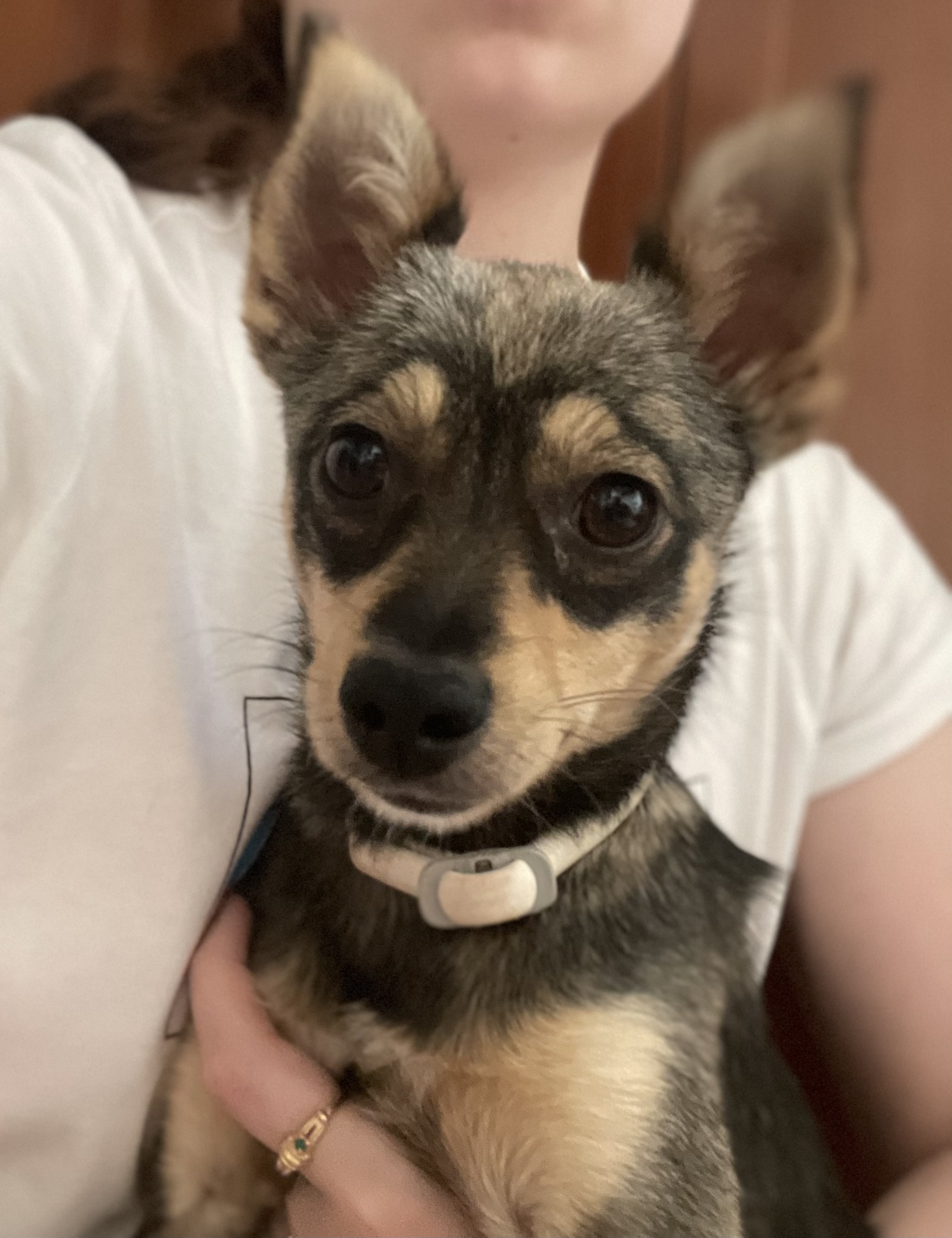 Vicky,3 Kg Di Dolcezza Aspetta Una Famiglia cane a Milano in Regalo