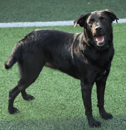 Amber Chien à Ménerville (78200) À donner