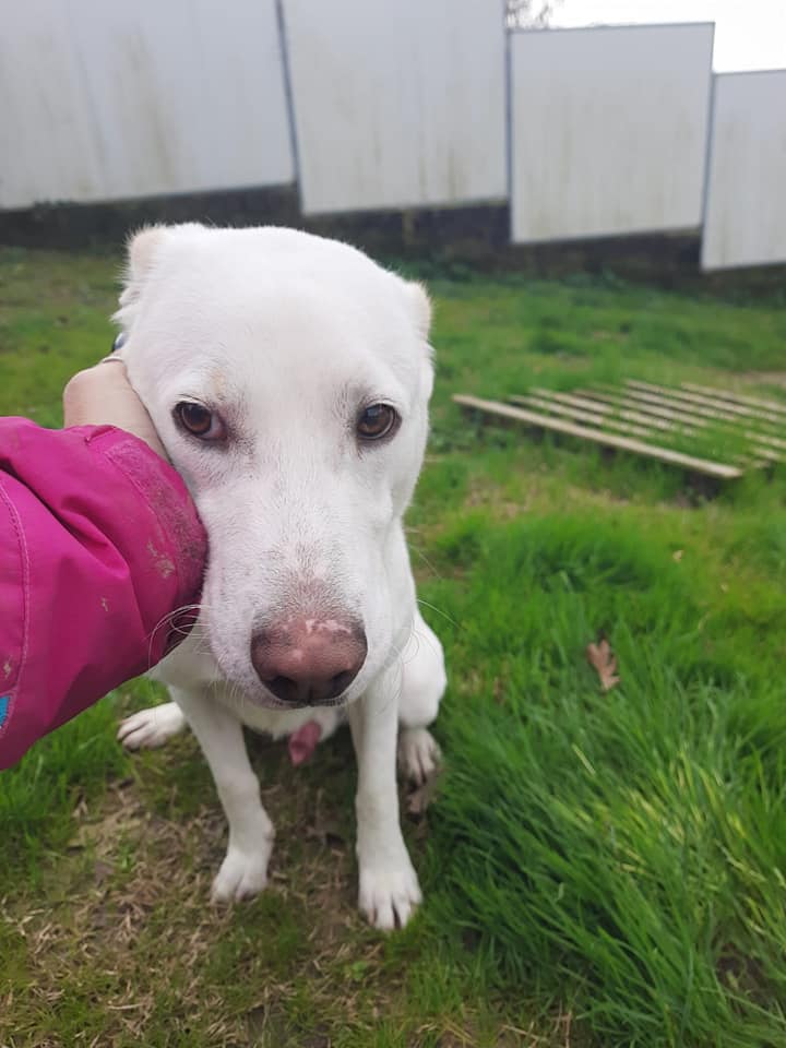 Jason cane a Latina in Regalo