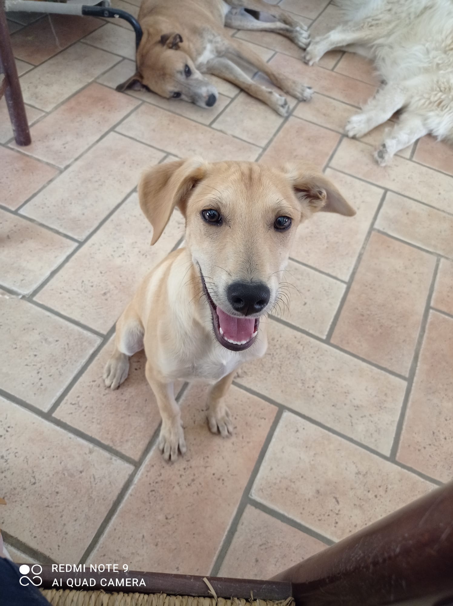 Ricky A Genova cane a Genova in Regalo