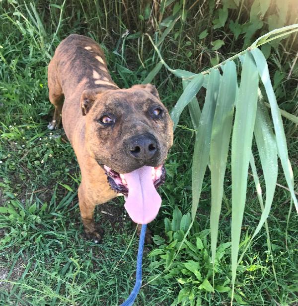 Massi, Derivato Boxer_In Adozione cane a Latina in Regalo