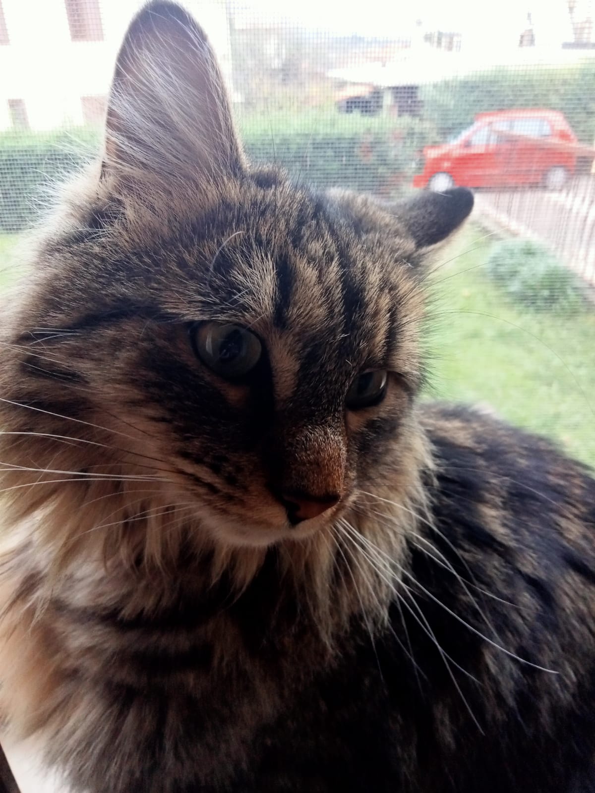 Regalo Mix Maine Coon gatto a Spoleto in Regalo