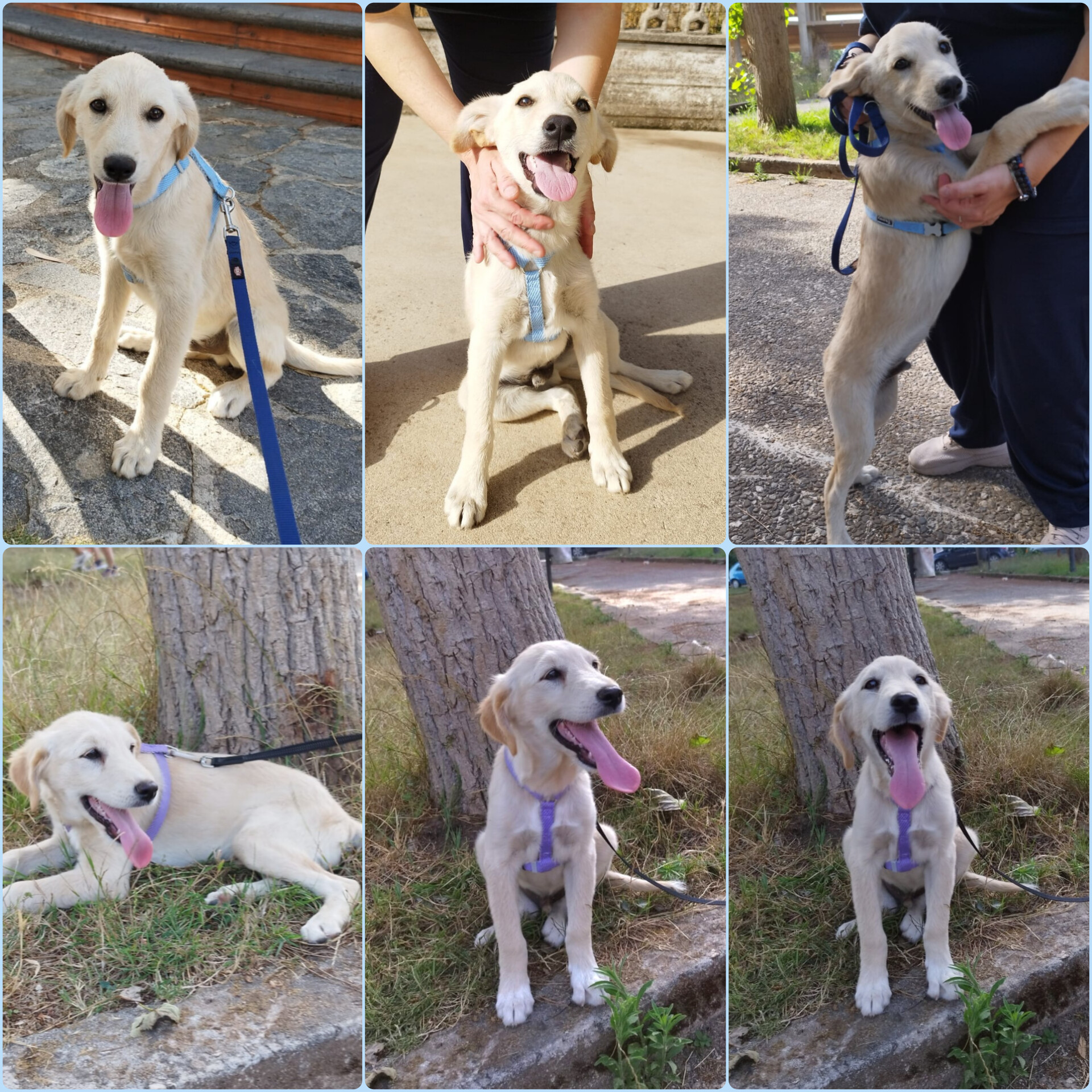 Fratellini Mix Labrador/Golden cane a Varese in Regalo