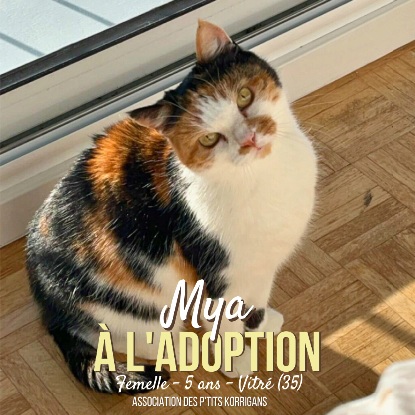 Mya Chat à Lassy (35580) À donner