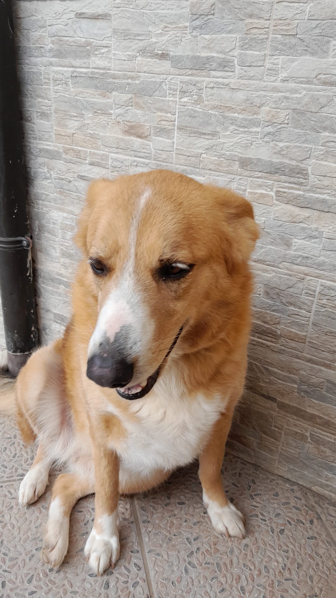 Bigol, Splendida Cagnolona Cerca Adozione cane a Castelfranco Veneto in ...