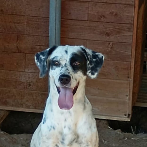 Dogo, Mix Pointer Setter Dolcissimo cane a Como in Regalo