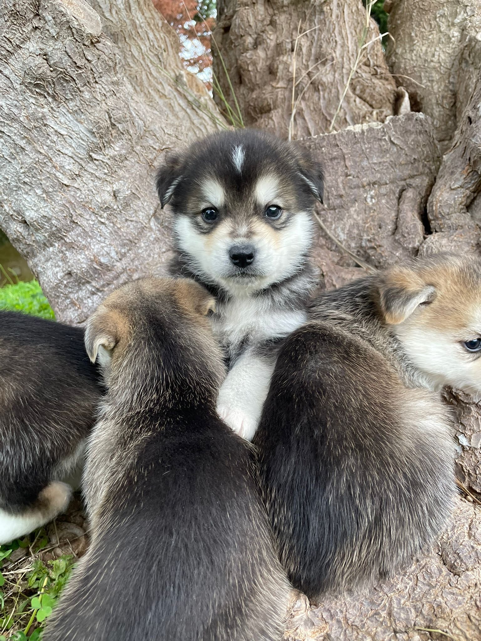 Ron cane a Alcamo in Regalo