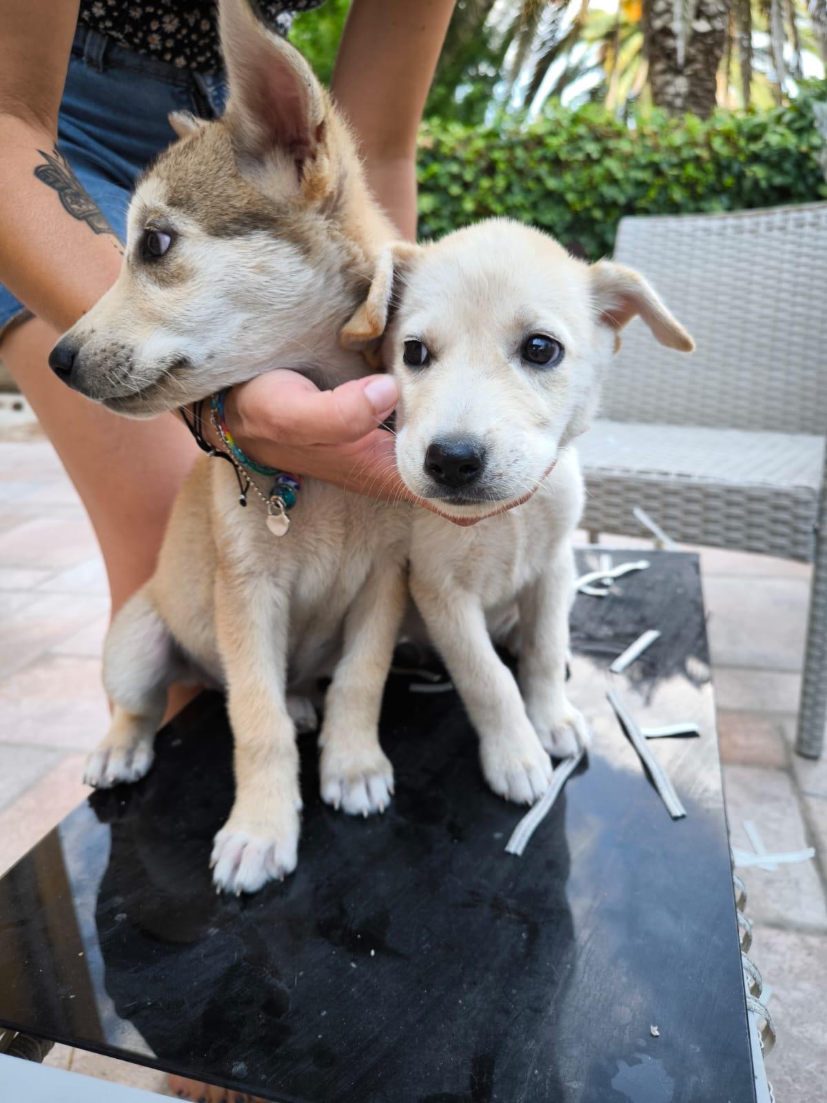 Bellissimi Cuccioli Incrocio Labrador Husky cane a Firenze in Regalo