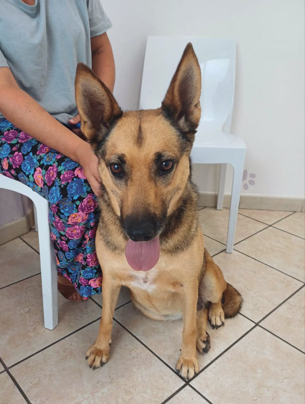 India cane a Parma in Regalo