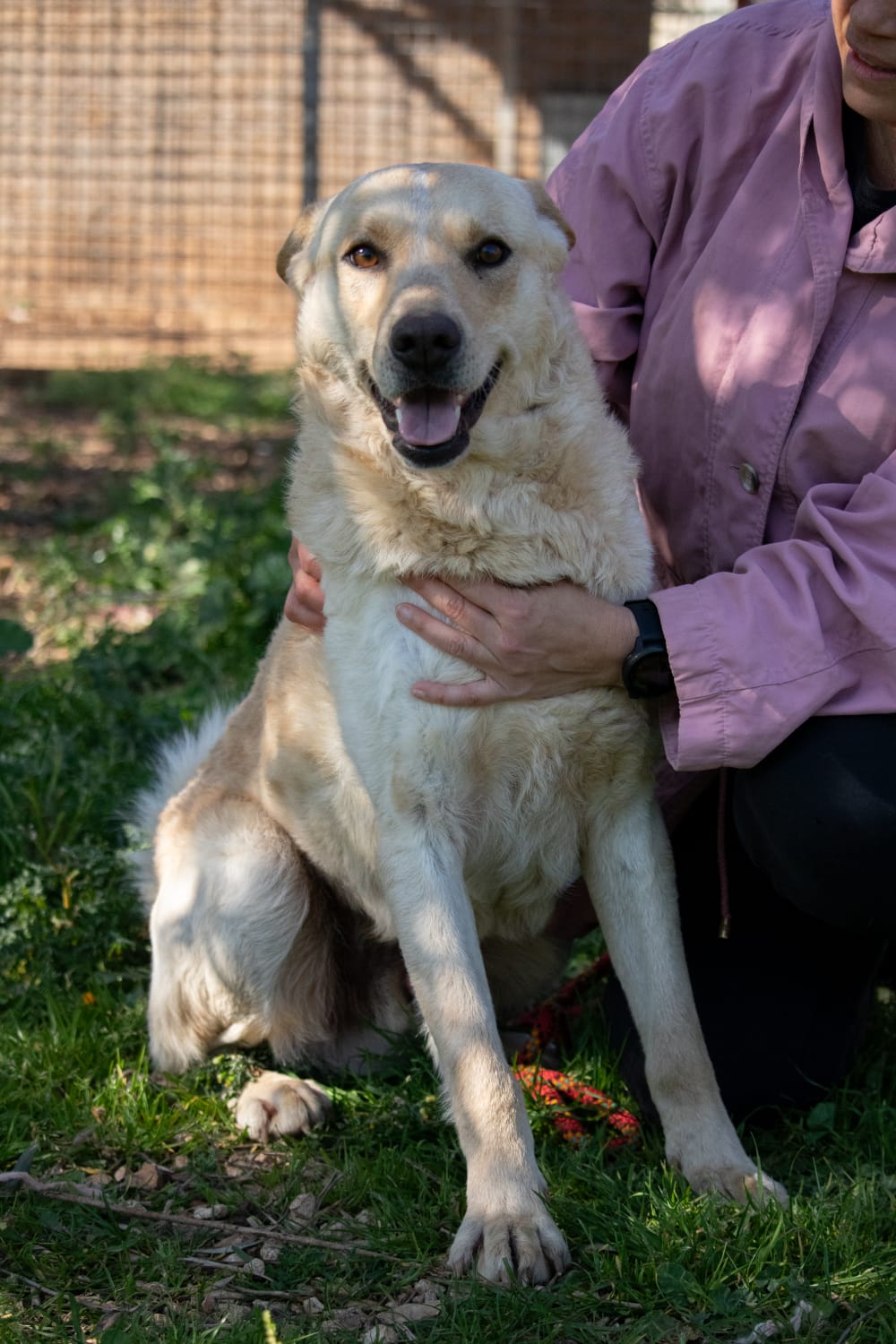 Ricky cane a Genova in Regalo