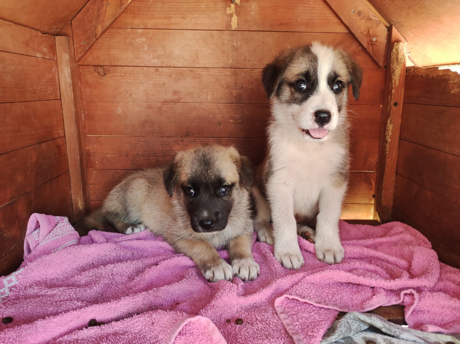 Cuccioli In Canile cane a Torino in Regalo