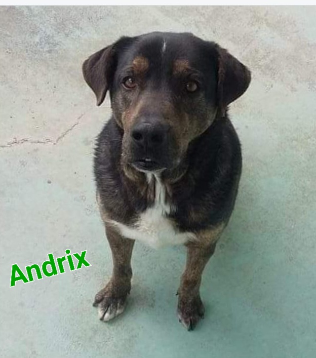 Andrix cane a Barletta in Regalo