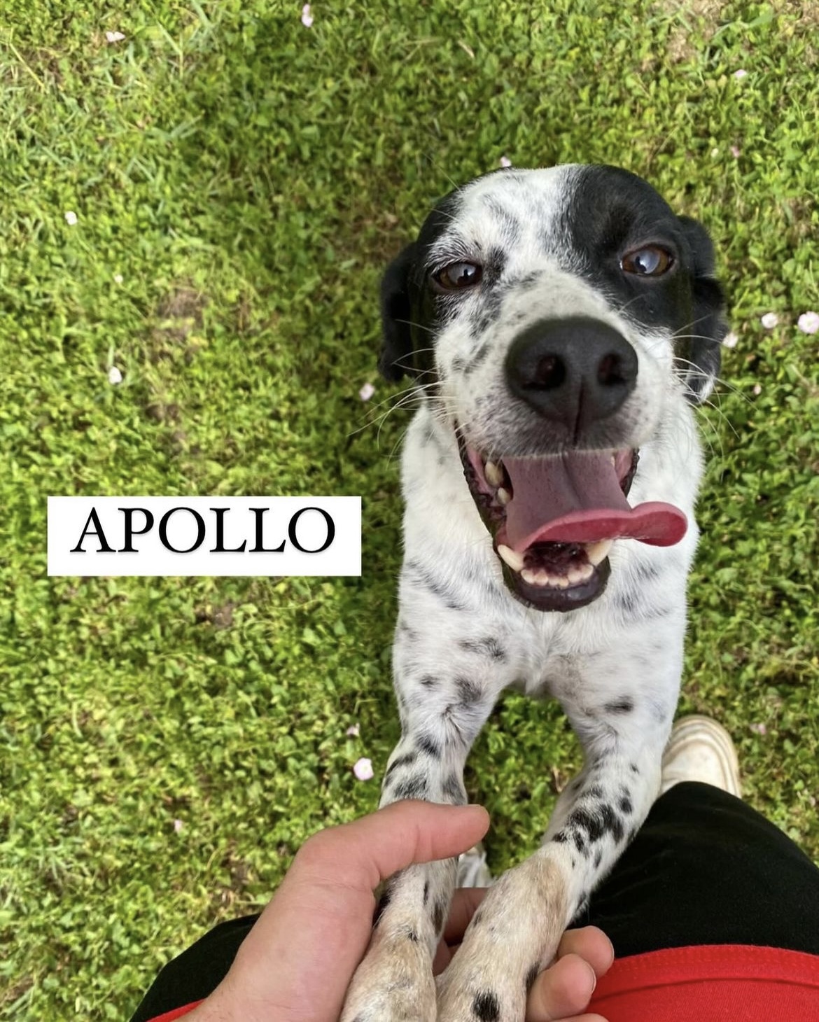 Apollo cane a Latina in Regalo