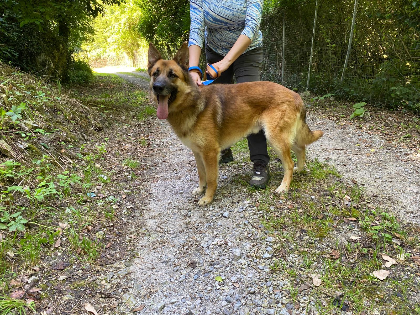 Rex cane a Vigevano in Regalo