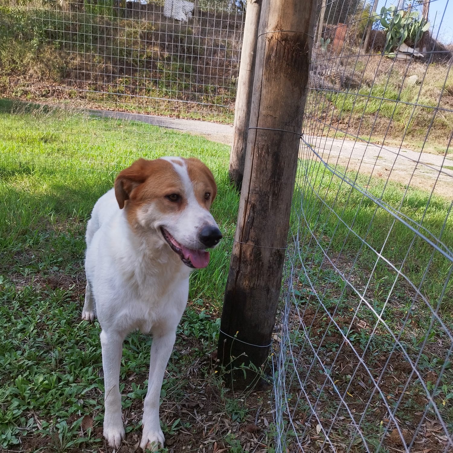 Alfonso Splendido Giovanotto In Canile Cerca Casa cane a Grosseto in Regalo