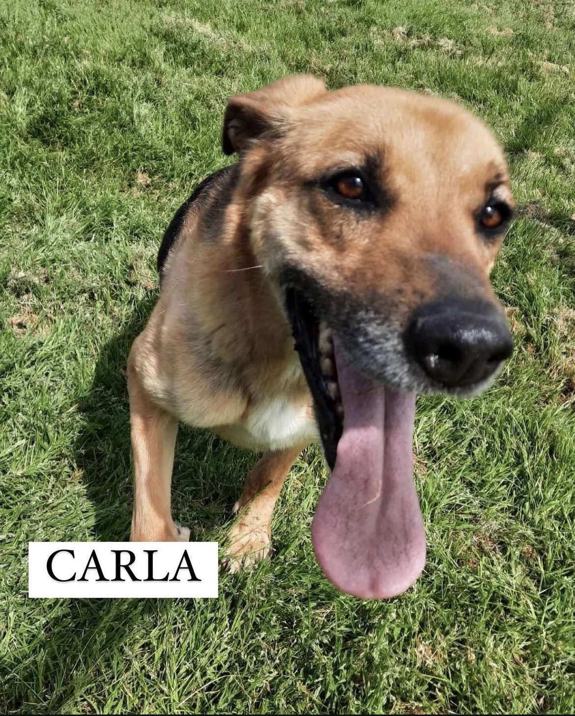 Carla cane a Latina in Regalo