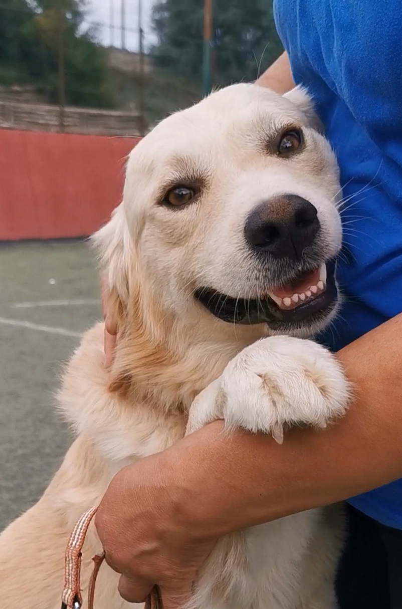 Peter cane a Valledolmo in Regalo