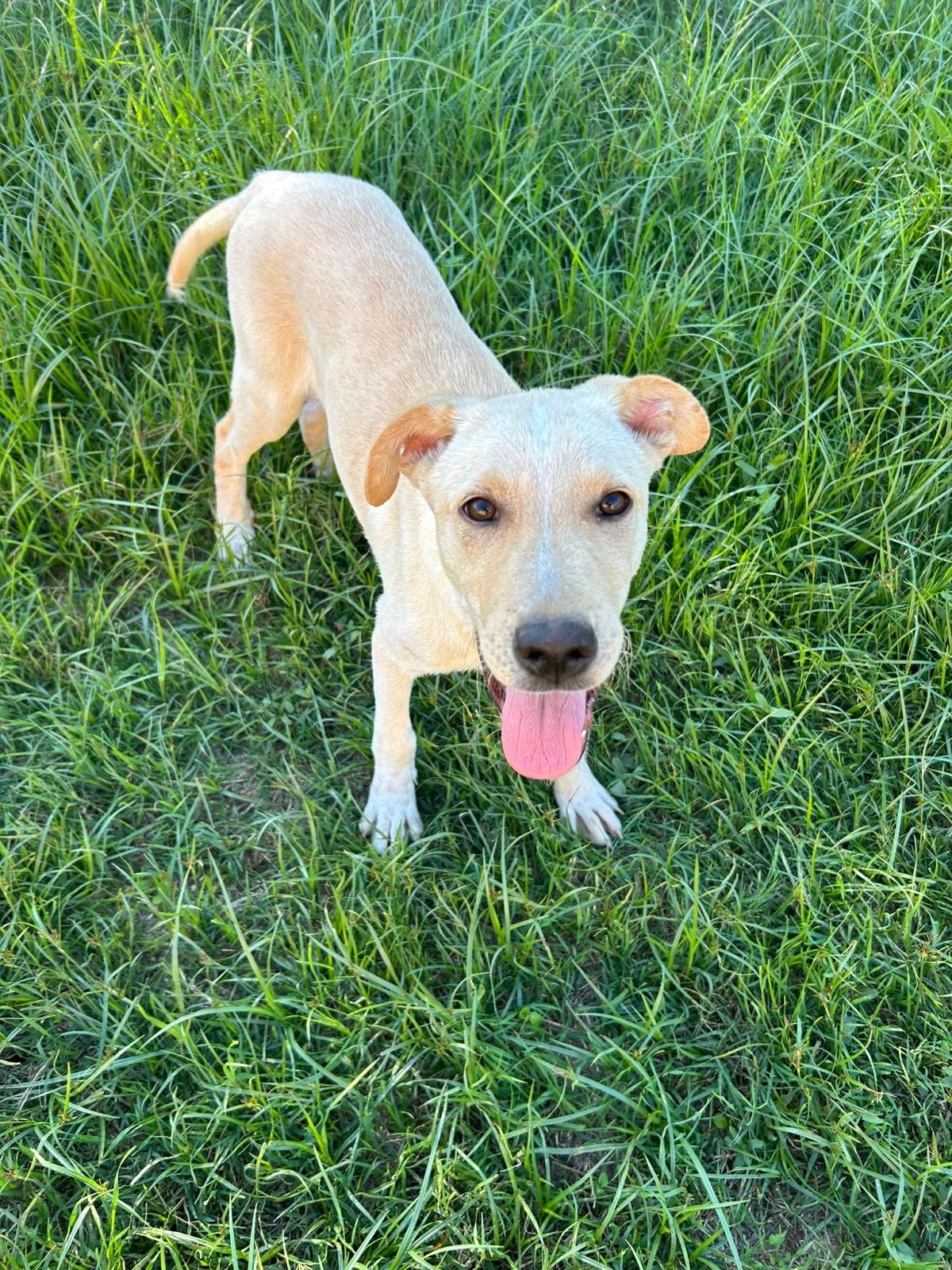 Leo 🌸 cane a Como in Regalo