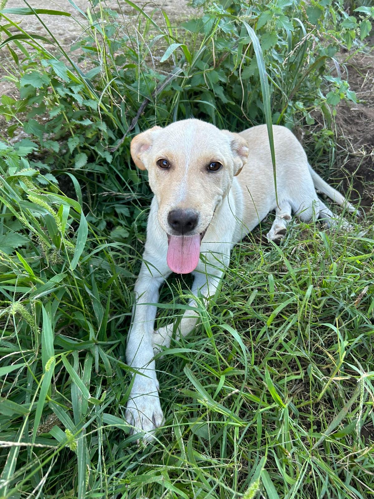 Leo💚 cane a Novi Ligure in Regalo