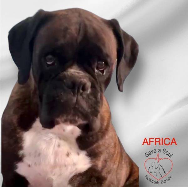 Africa Boxer Pura Di 6 Anni In Adozione cane a Parma in Regalo