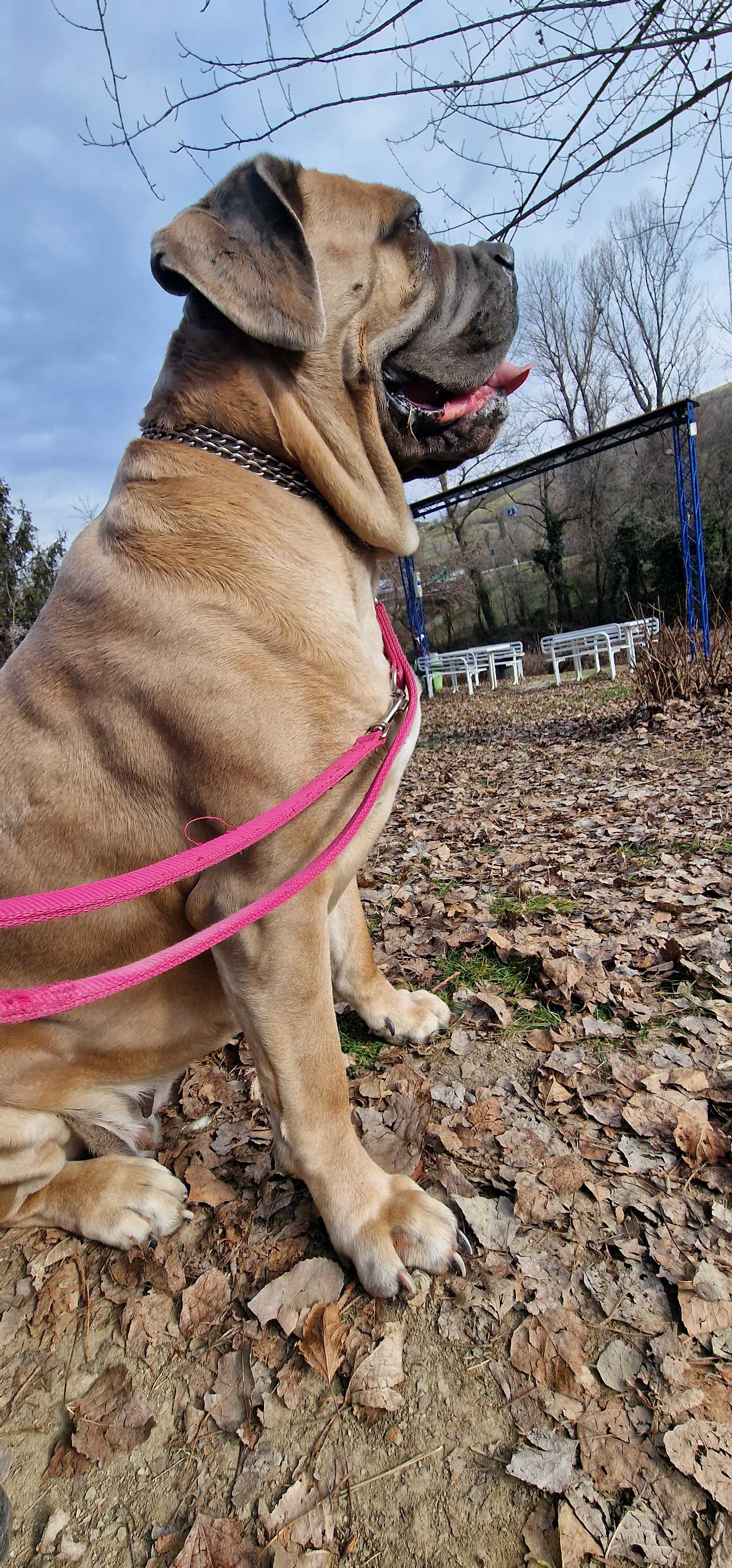 Cleopatra Cerca Famiglia cane a Monte San Pietro in Regalo