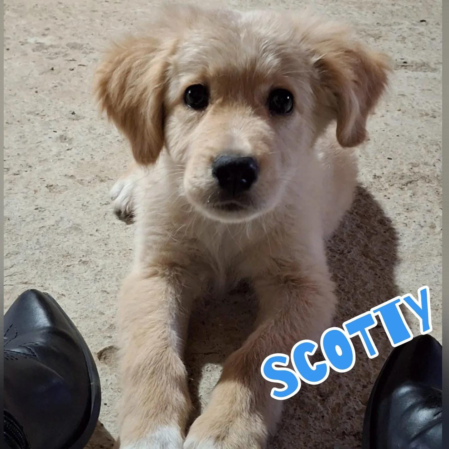 Scotty cane a Bolzano in Regalo