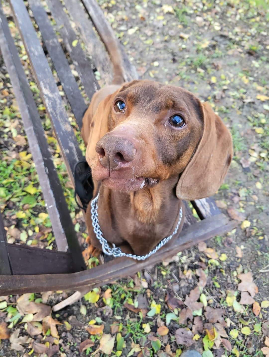Oscar Bassotto Cioccolato A Pelo Raso cane a Bologna in Regalo