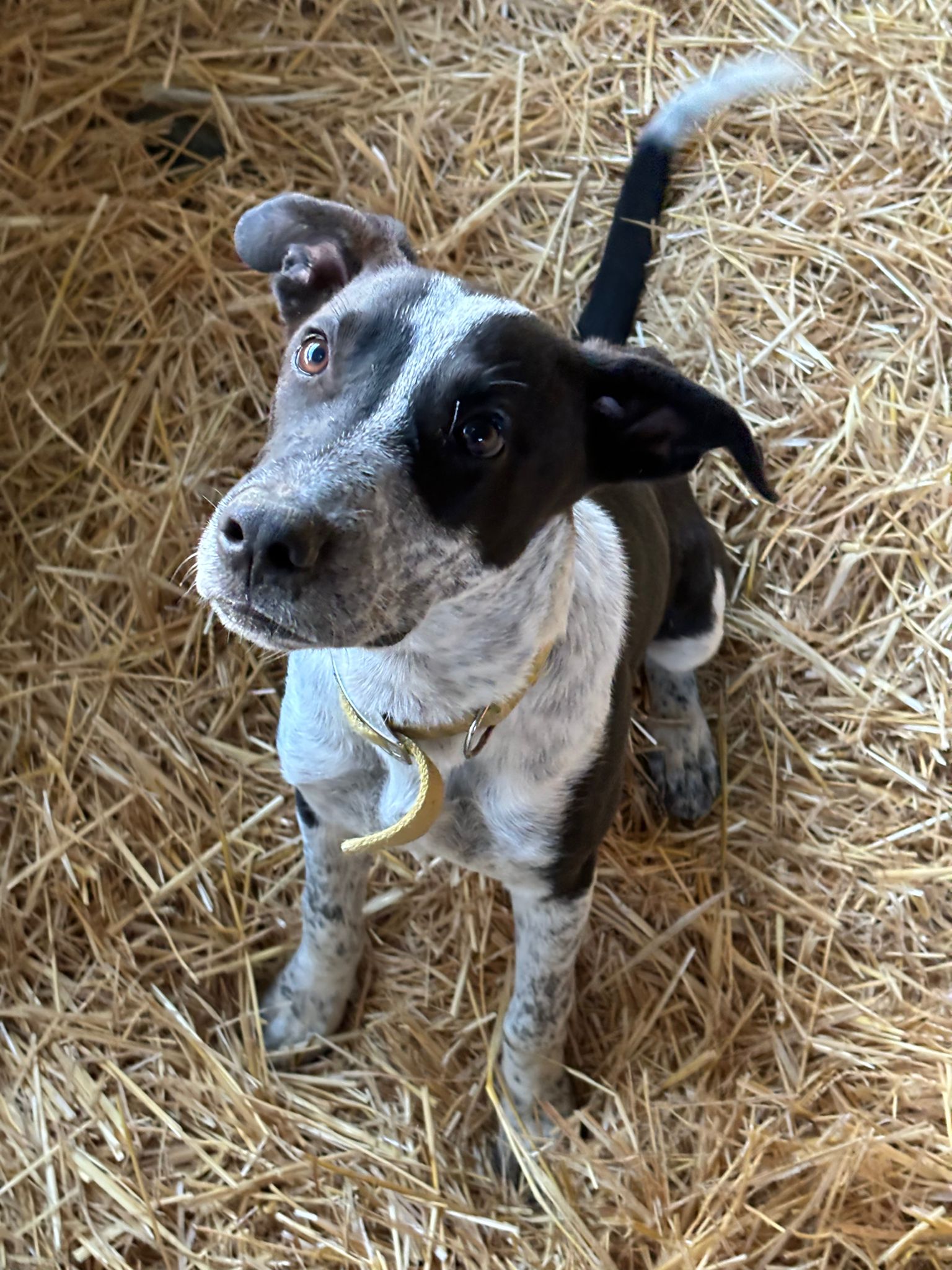 Cody: Invisibile E Condannato cane a Bologna in Regalo