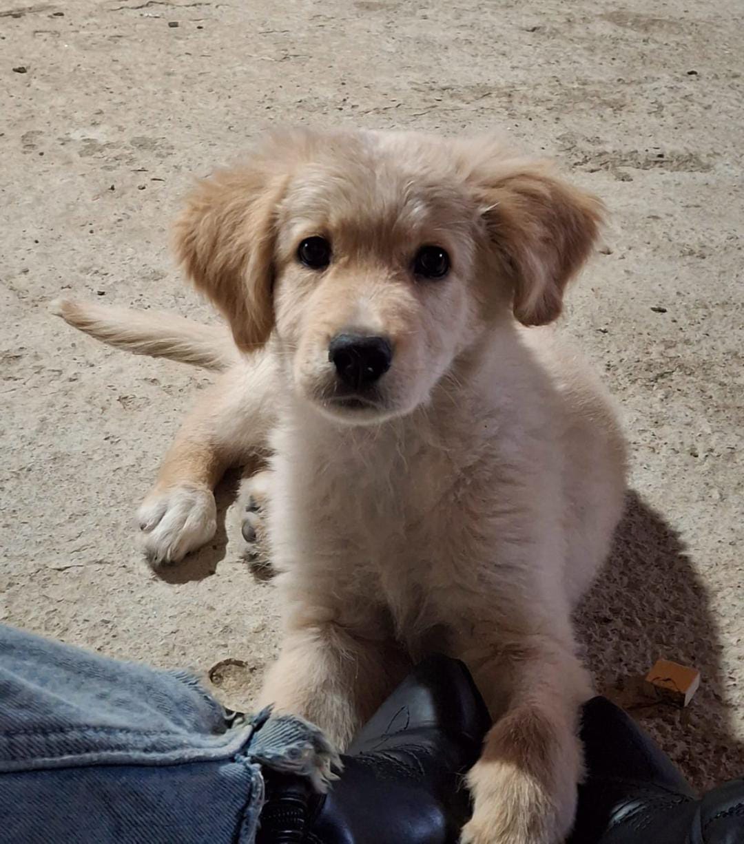 Scotty💝 cane a Verona in Regalo