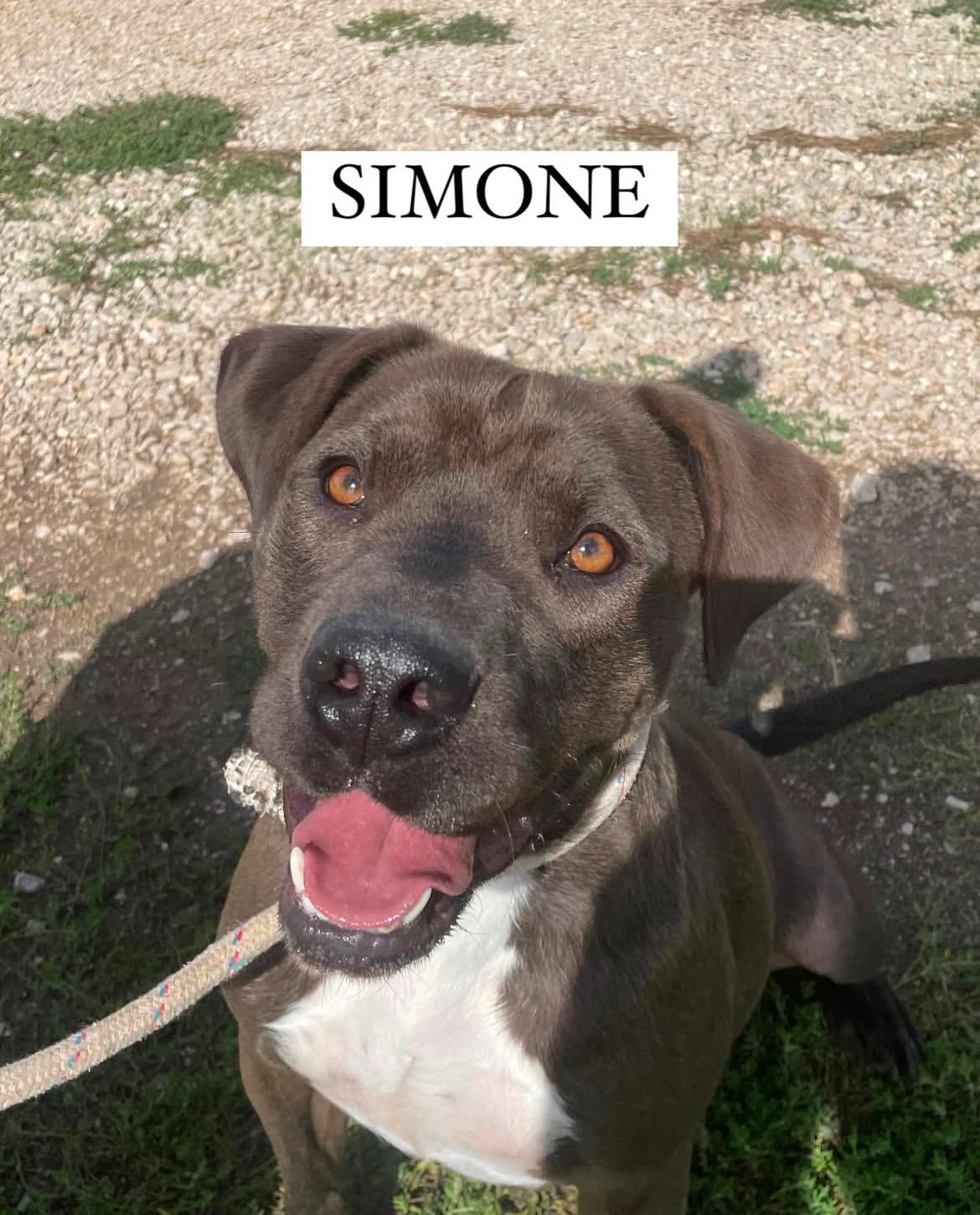 Simone cane a Latina in Regalo