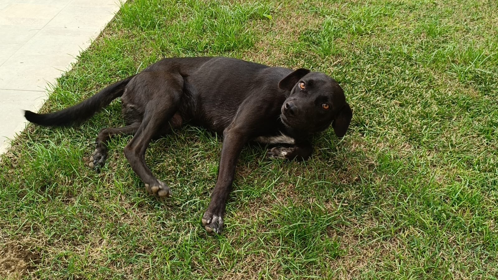 Eli Labrador-Segugio 2 Anni cane a Bologna in Regalo