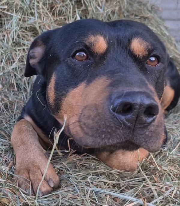 Leo cane a Legnano in Regalo