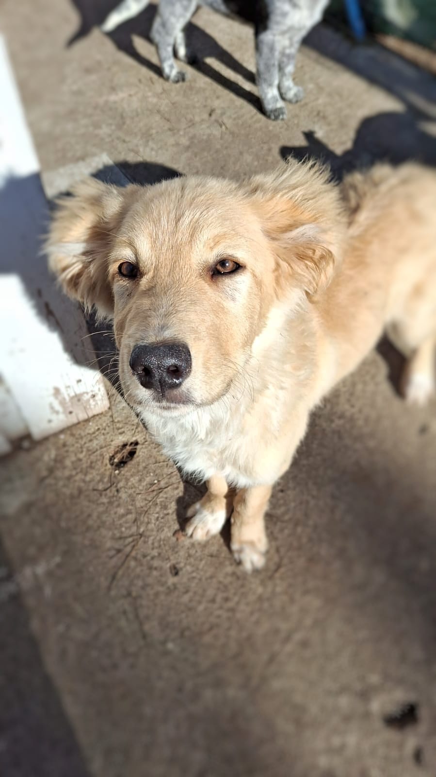 Scotty cane a Peschiera Del Garda in Regalo