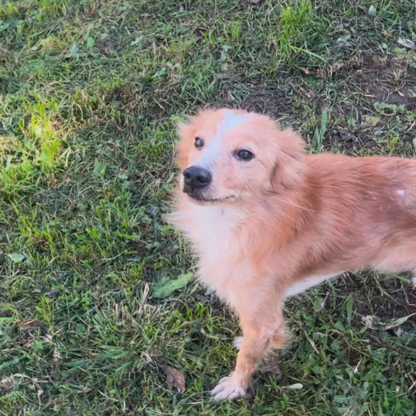 Ricky cane a Bergamo in Regalo