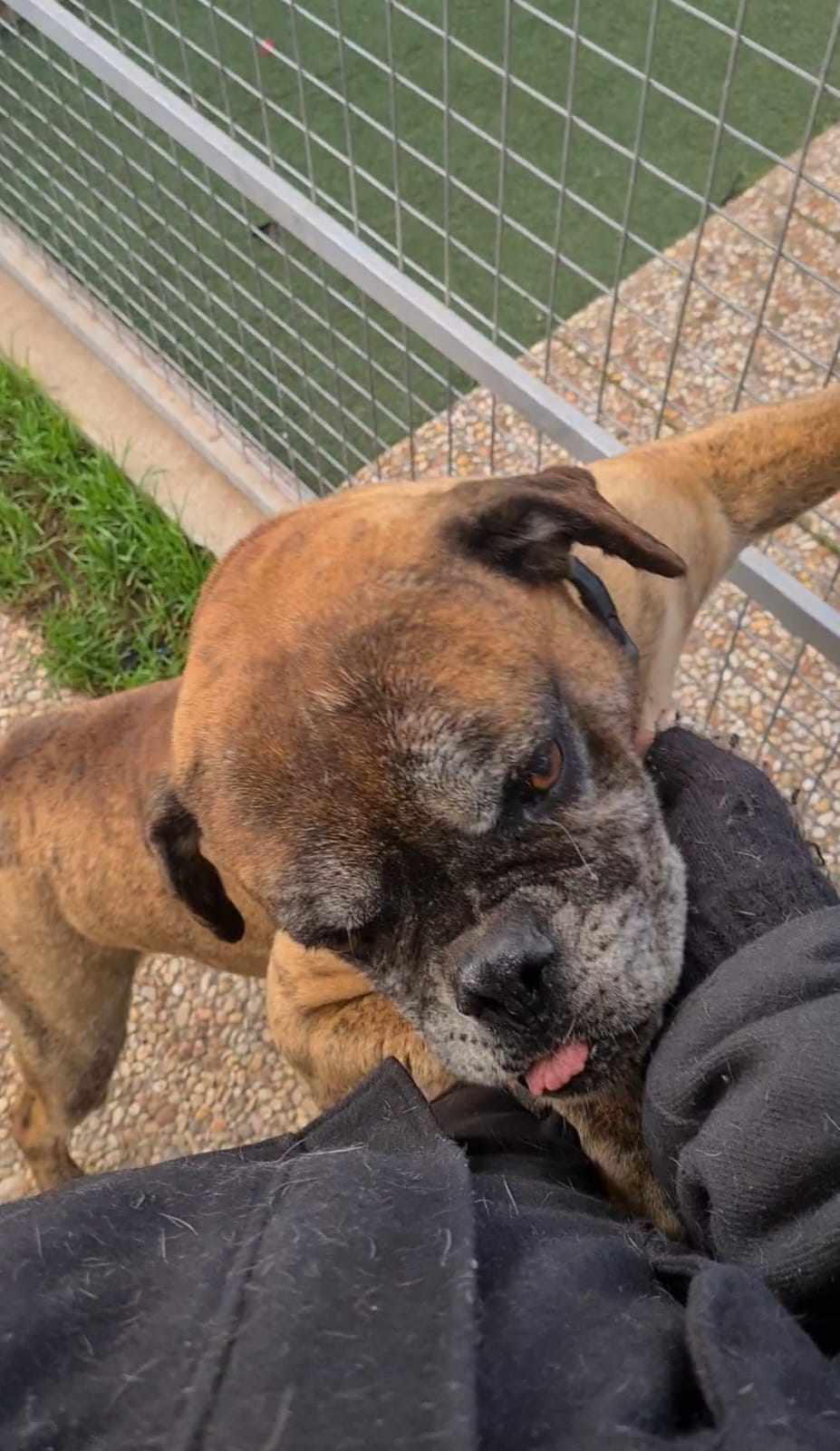 Piccolo Boxer Puro Di 7 Anni In Cerca Di Casa cane a Roma in Regalo