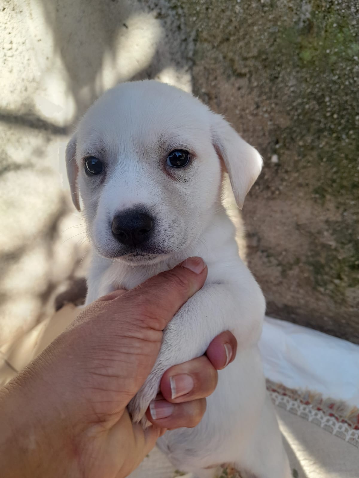 Sos Stallo Adozione Bianca Meravigliosa Cucciola Bianca cane a Piacenza ...