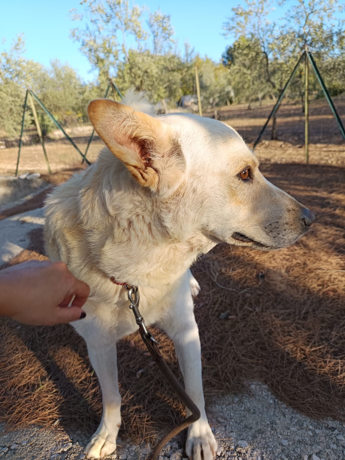 Ricky Un Lupetto Magico Taglia Media cane a Bergamo in Regalo