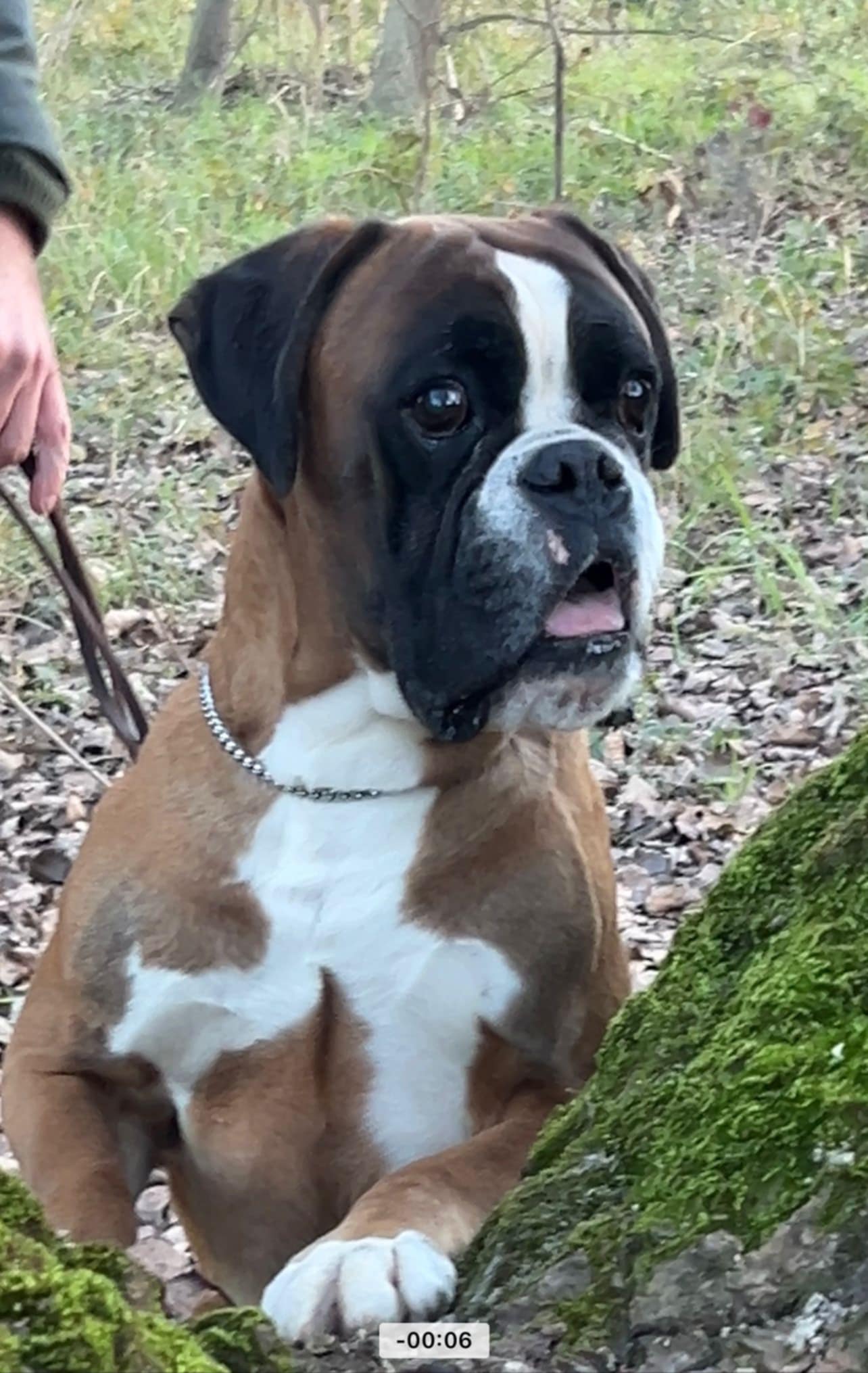 Tito Boxer Puro Di 4 Anni cane a Parma in Regalo