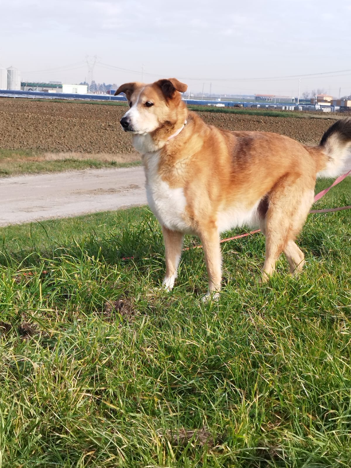 Bigol cane a Genova in Regalo