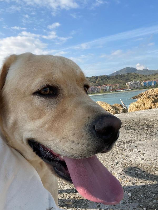 💙 Max 💙 cane a Trento in Regalo