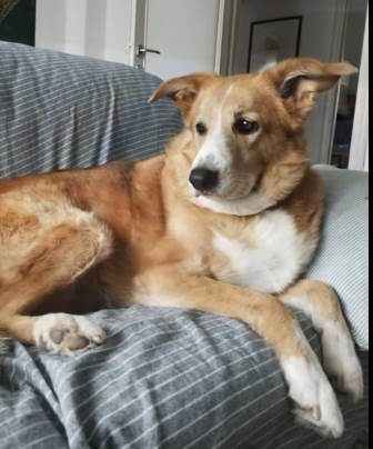 Bigol, Cagnolona Splendida Di 7 Anni cane a Piacenza in Regalo