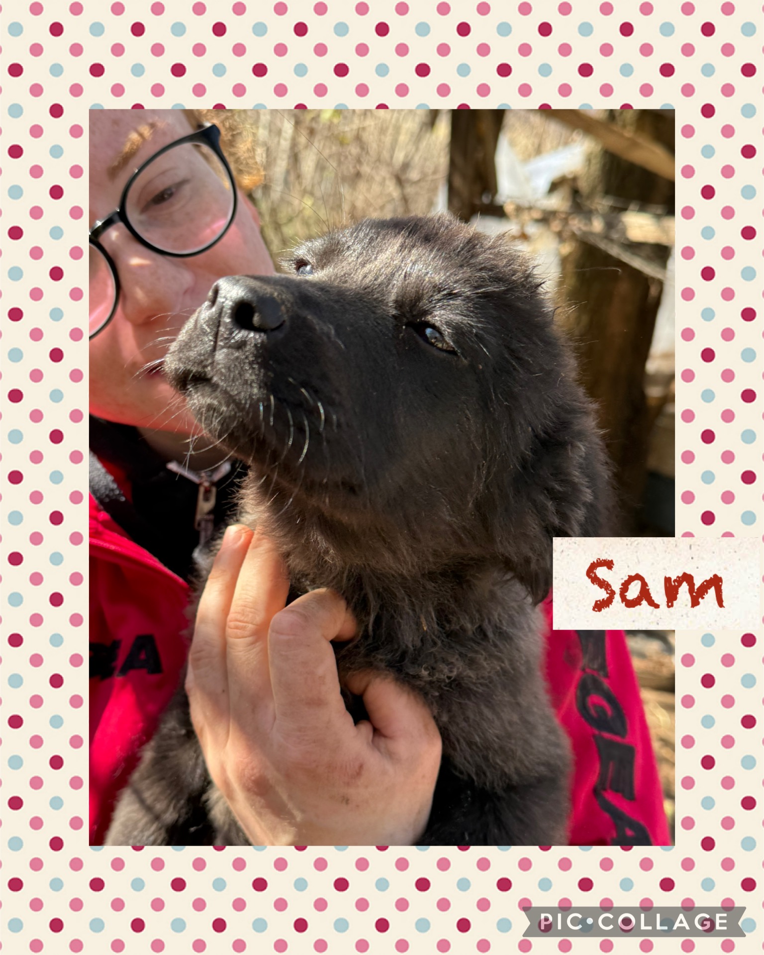 💙🐾 Sam 🐾💙 Dolce Bellissimo Cucciolo In Adozione cane a Pisa in Regalo
